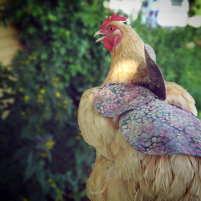 Végre: pelenkát kaptak a csirkék – HOLDKOMP